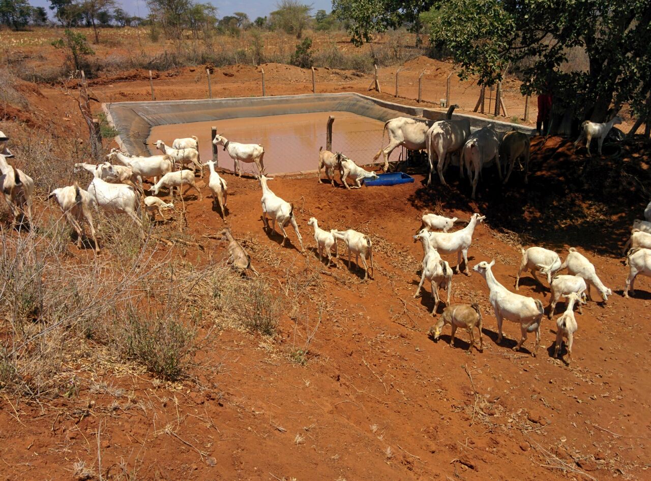 How to control roundworms in sheep and goats
