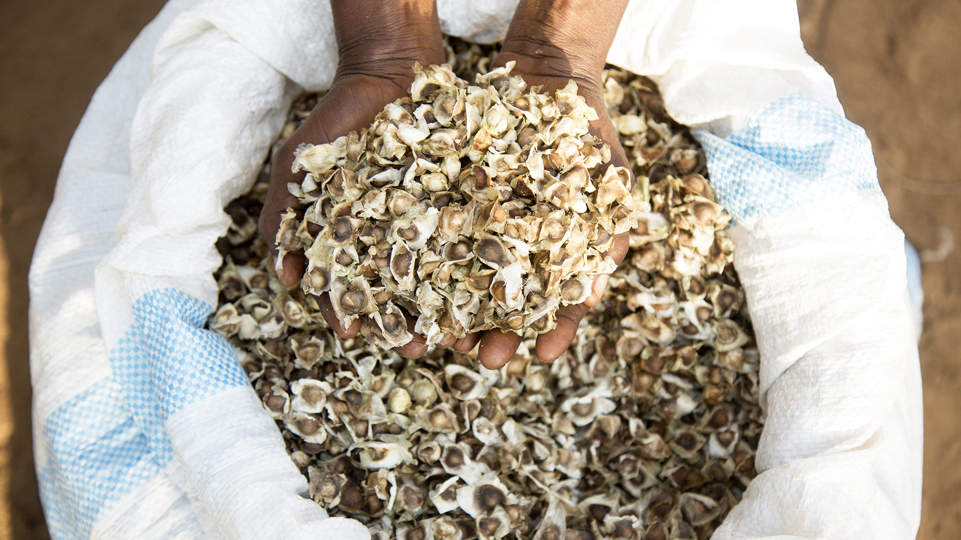 Technology centre adding value to underutilized plants boosting Kenyan ...