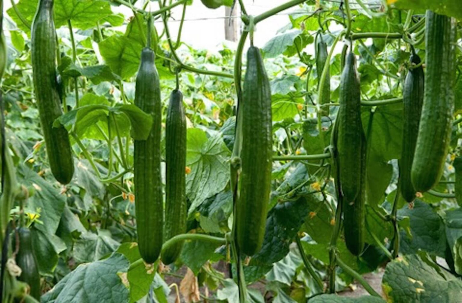 Cucumber seeds sell out as farmers rush for disease protection after ...