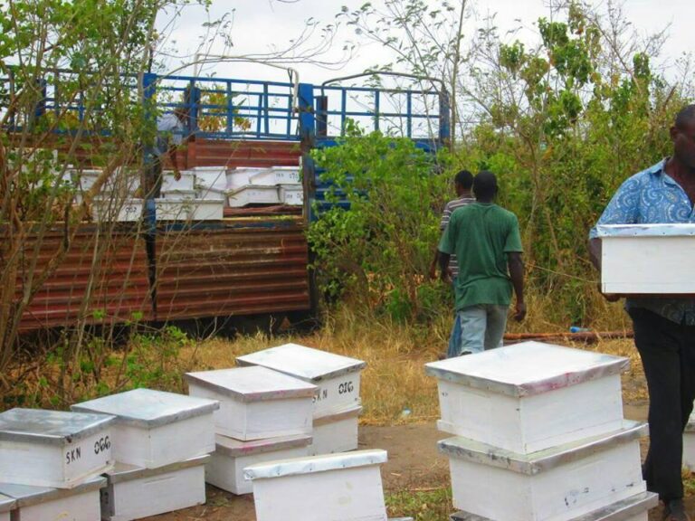 Kenyan coast beekeepers double honey production from 30 to 60 kilos a ...
