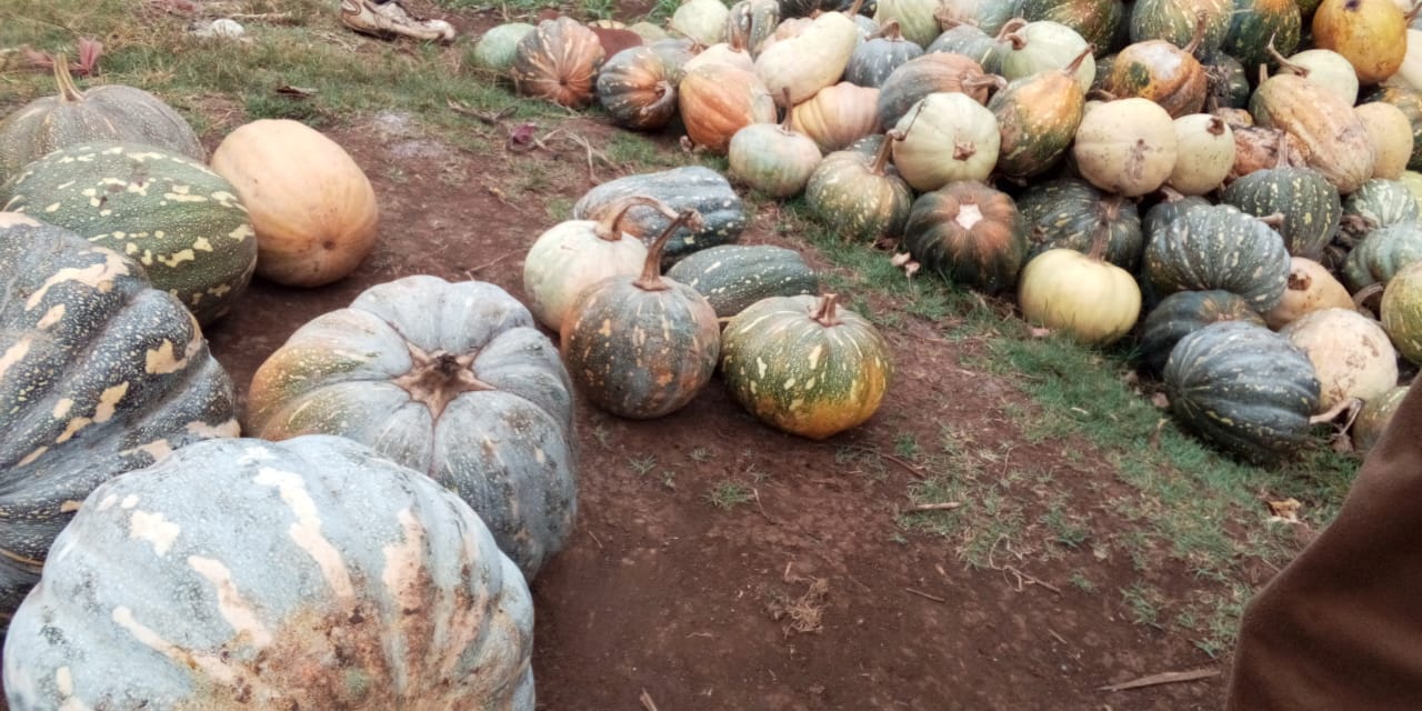 Kajiado farmer producing 5,000kg of pumpkins a season through organic ...