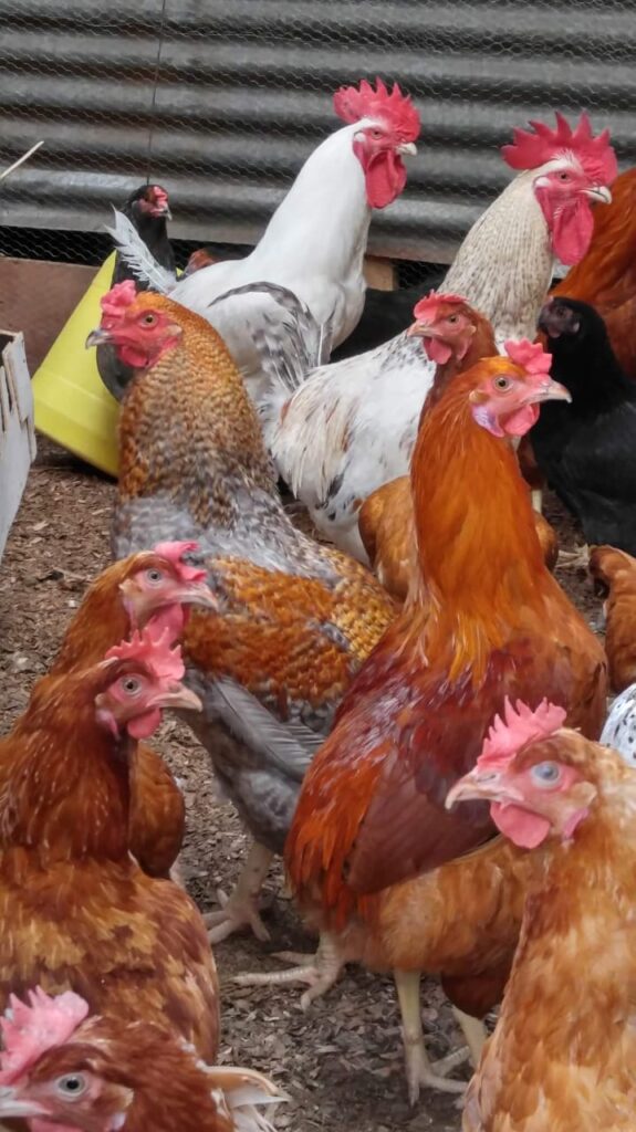 Narok farmers cash in the soaring demand for kenbro chicken products to ...