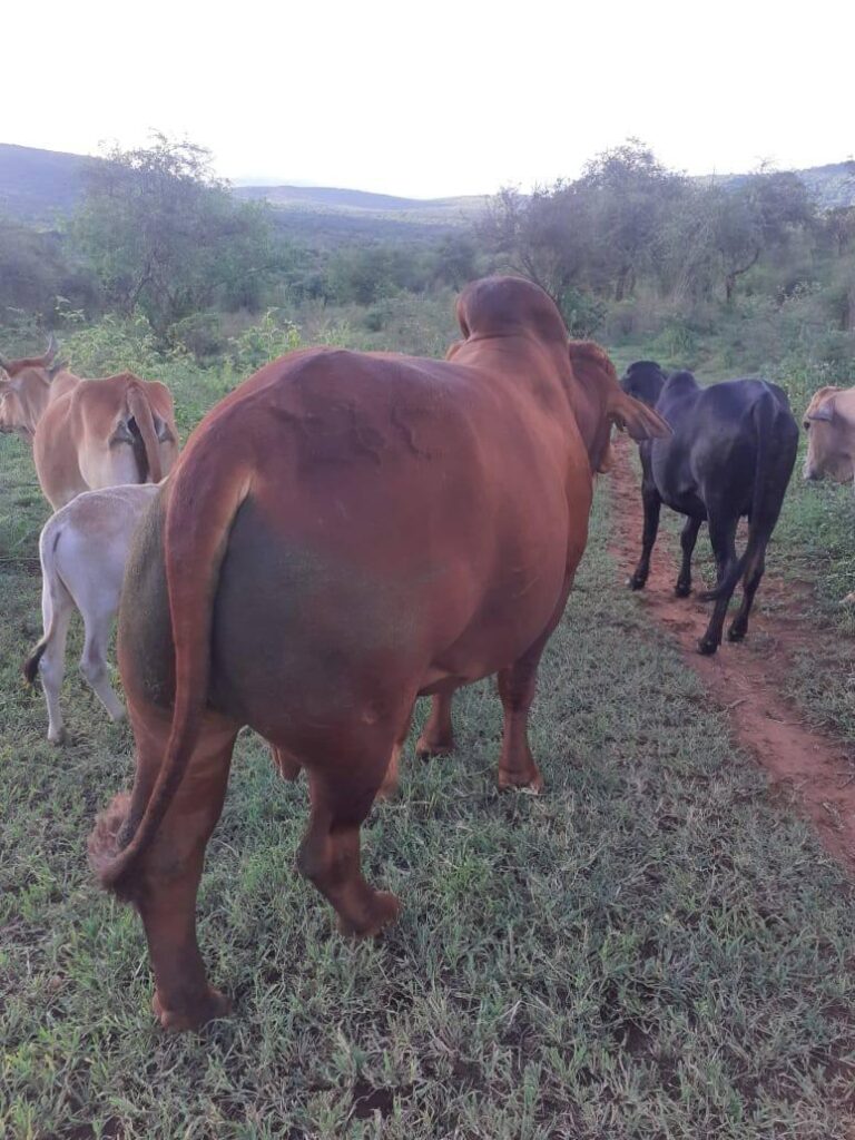 Narok farm breeds Sahiwal for arid farmers seeking high producing cows