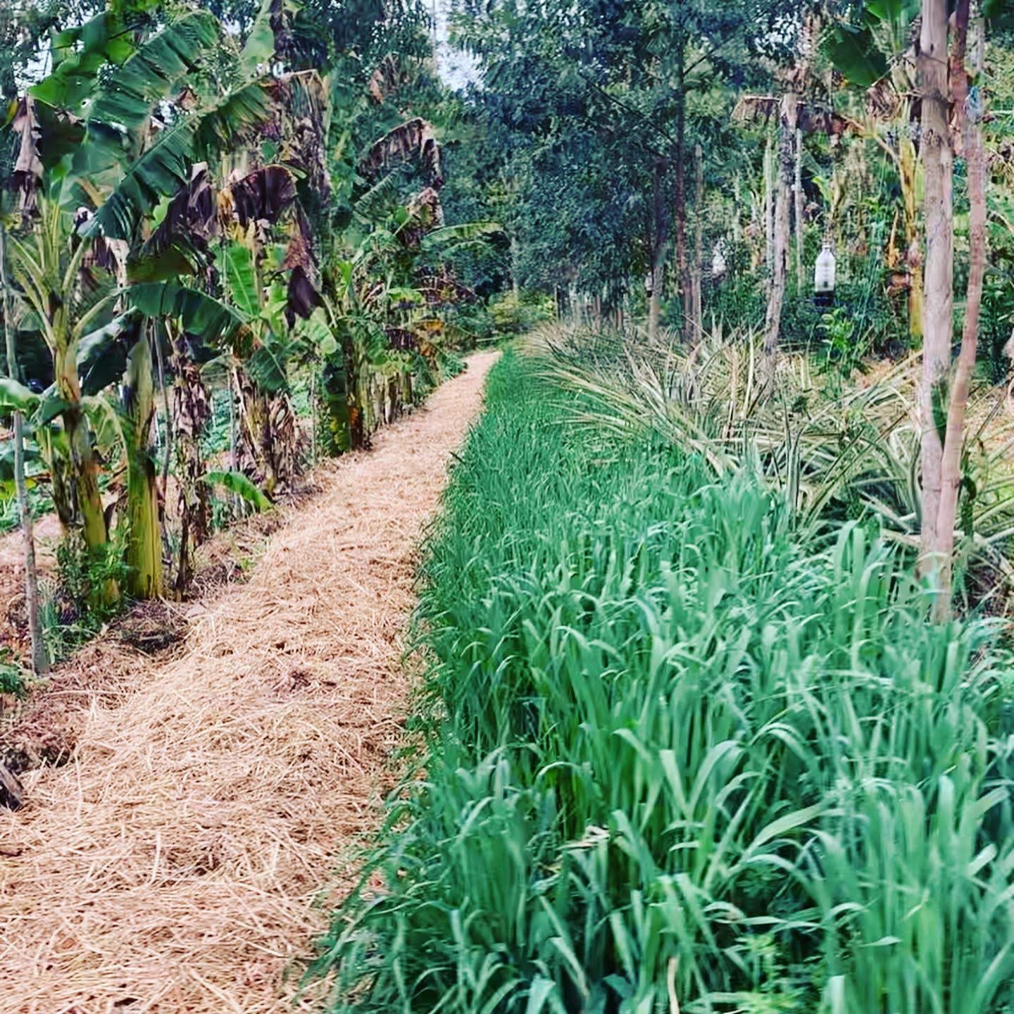 Integrating trees into farms offers extra income & regenerates soils