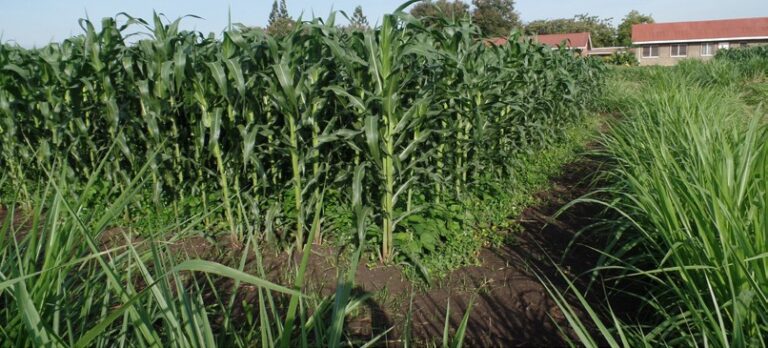 How push-pull technology arrests devastating Fall armyworm, Stemborer ...
