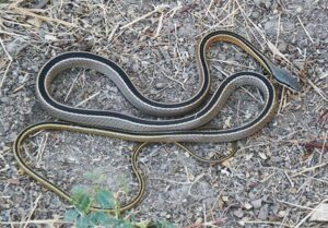 Farmbiz Africa’s guide to dangerous snakes in Kenya