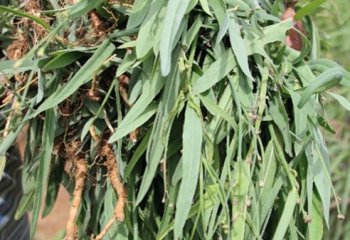 Mchunga weed stops Kenya’s biggest killer cancer