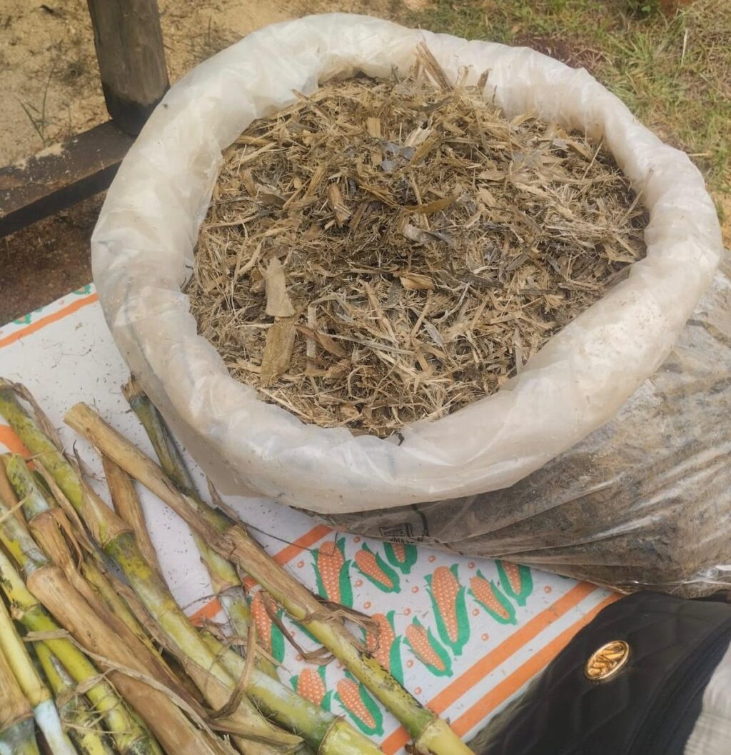 Eldoret farmer turns maize and stalks into perfect, low-cost dairy feed ...