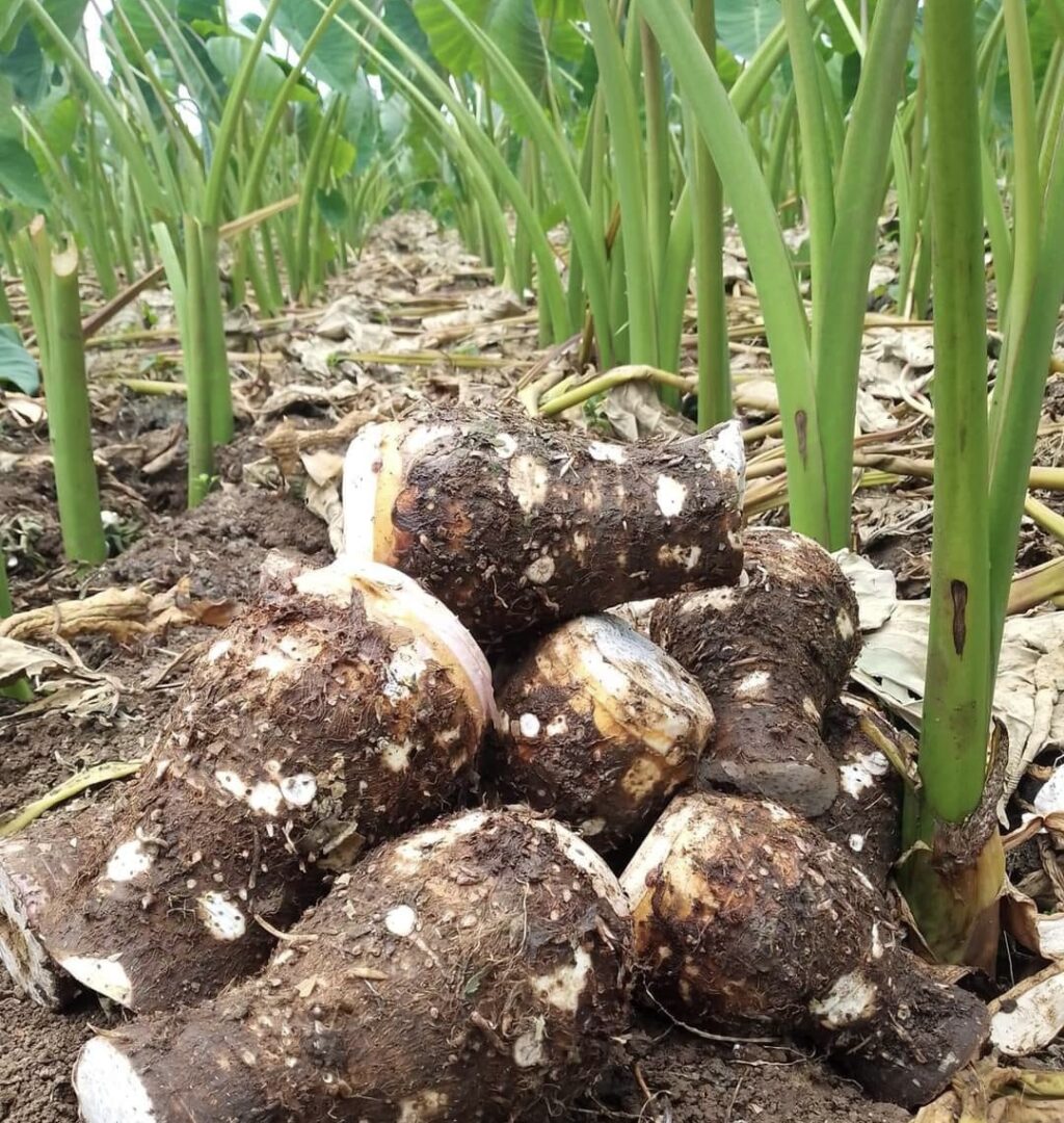 Meru farmer selling arrowroot online seeks more farmers to meet demand